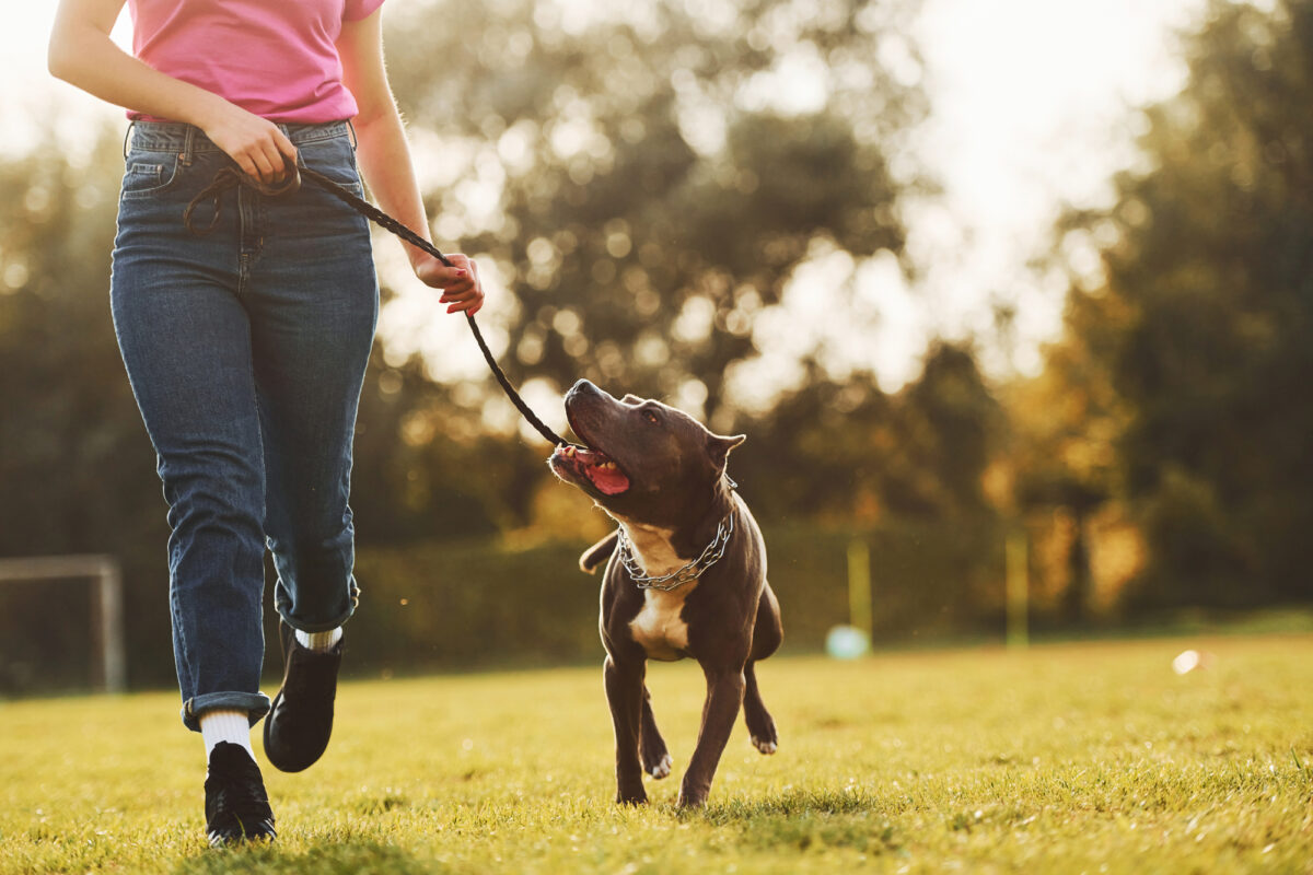 Four Paws Inn | Dog Day Camp and Boarding in Chester NJ